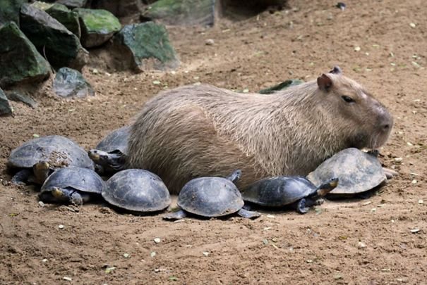 Las capibaras se llevan bien con otros animales