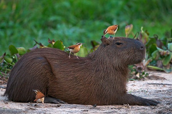 Las capibaras se llevan bien con otros animales