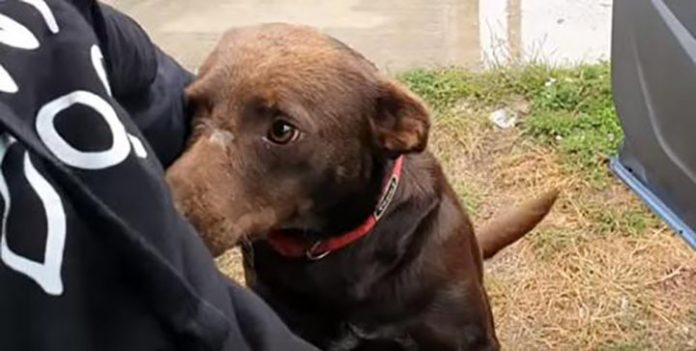 Perro sin hogar espera en el mismo sitio a voluntarios para ser rescatado