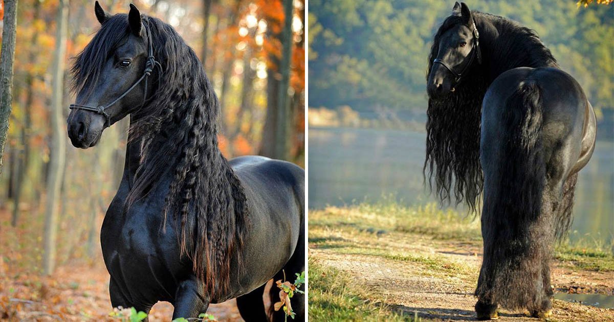 Este caballo ha sido considerado el más guapo del mundo