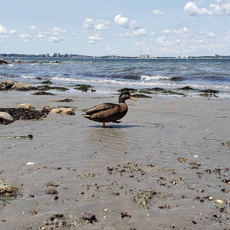Pato rescatado de bebé regresa siempre con el hombre que lo salvo