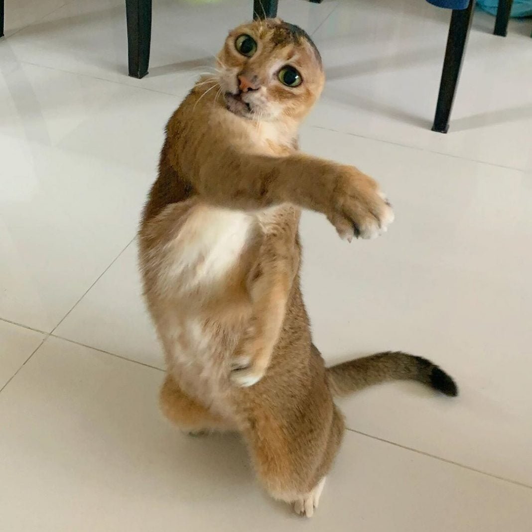 Gato que perdio sus orejas finalmente tiene un hogar