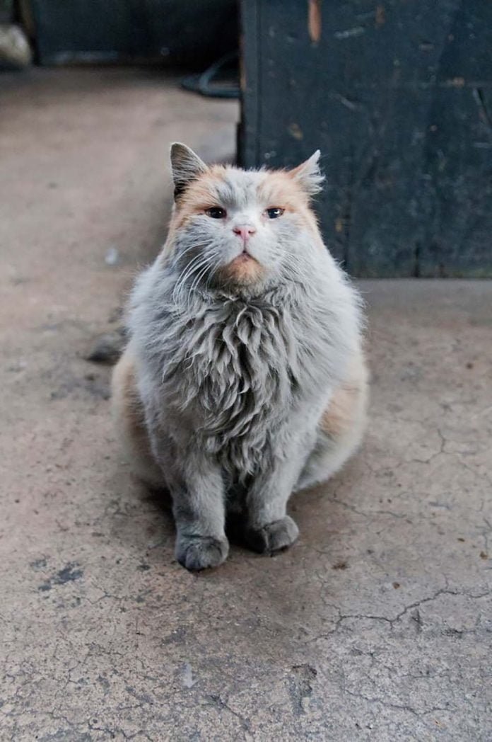 Dirt el gato del ferrocarril de Nevada que parece que necesita un baño