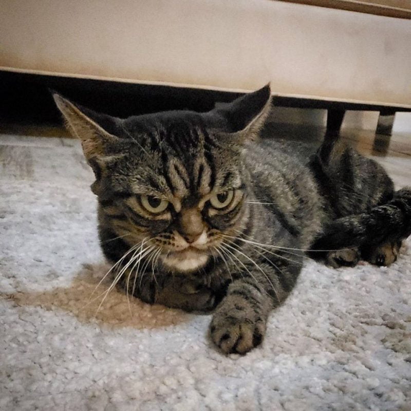 Gato que parece estar muy enojado es realmente muy dulce