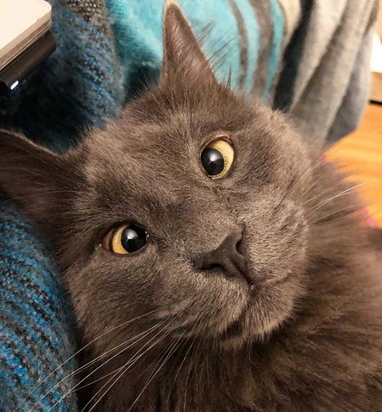 Adorable gato bizco se ha ganado los corazones de las personas