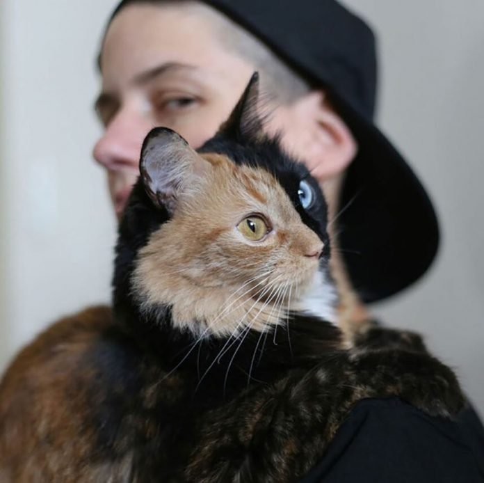 Fotos muestran lo único que es este gato de dos caras llamado 'quimera'