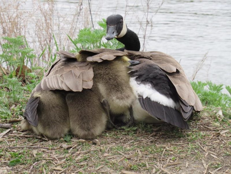 Madre gansa cuida de 47 bebés y los mantiene a salvo