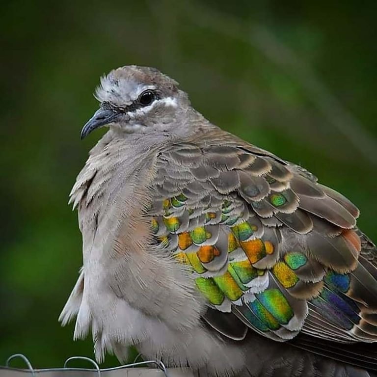 Los tipos de palomas mas hermosos que existen en el mundo