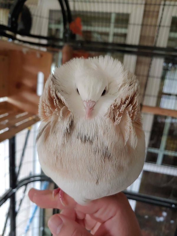 Los tipos de palomas mas hermosos que existen en el mundo