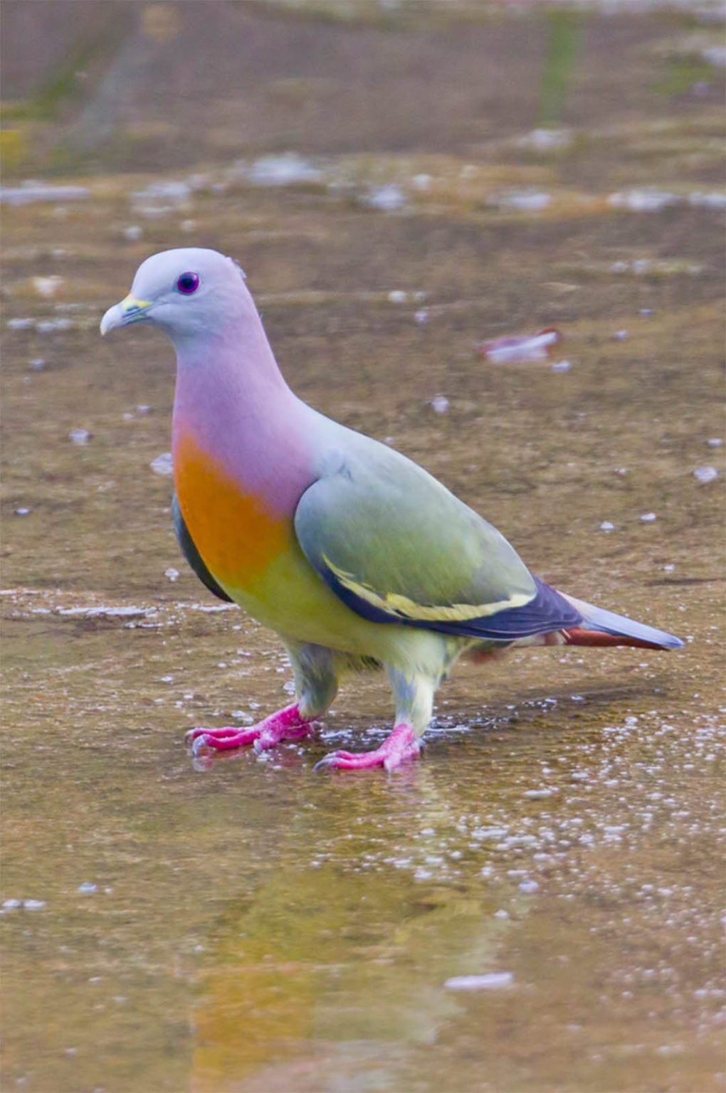 Los tipos de palomas mas hermosos que existen en el mundo