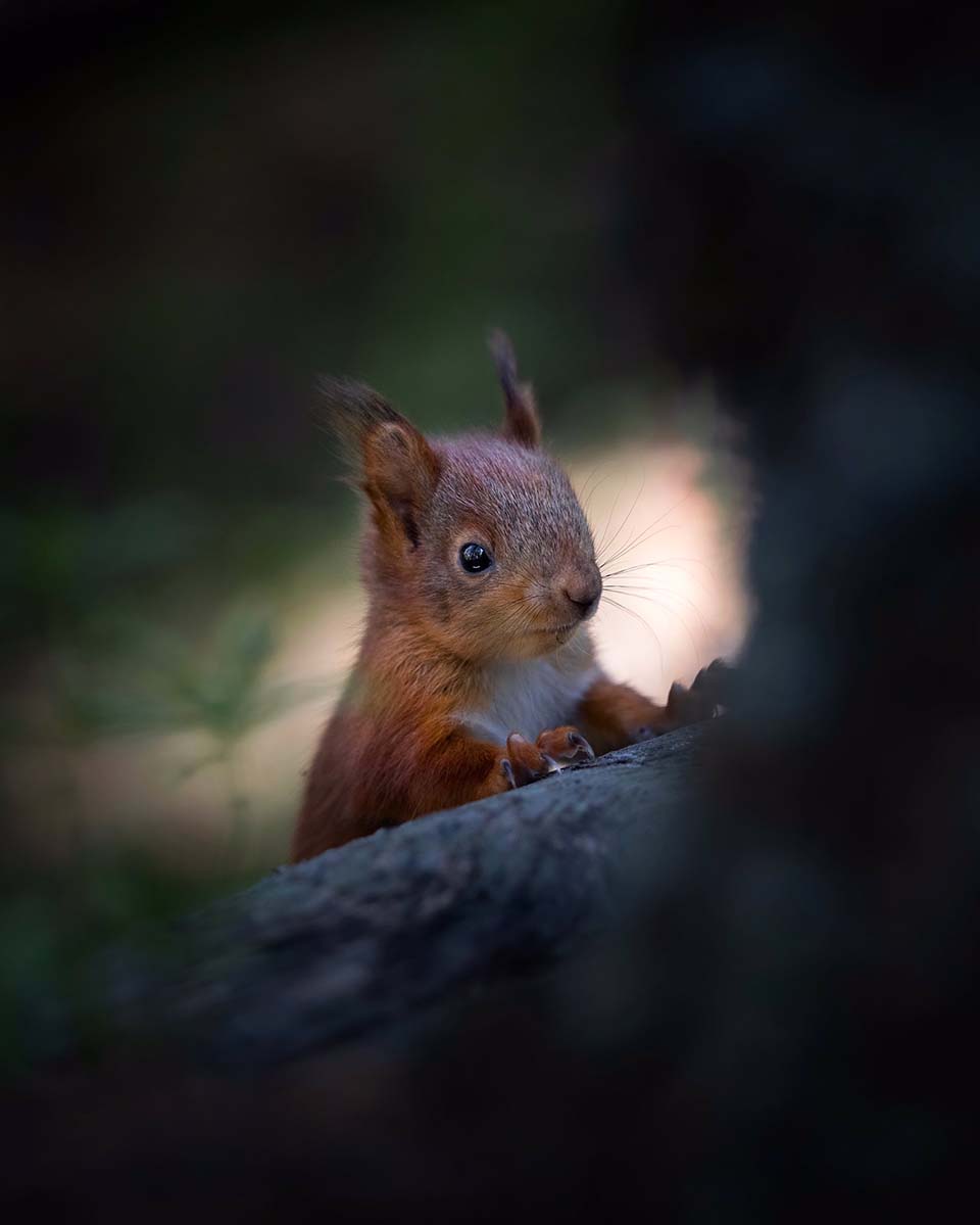 Fotógrafa se convierte en madre de un grupo de ardillas