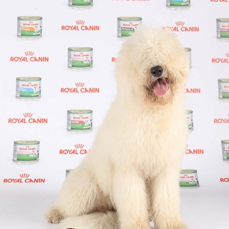 Perro con aspecto de trapeador se hace viral por nadar en un lago