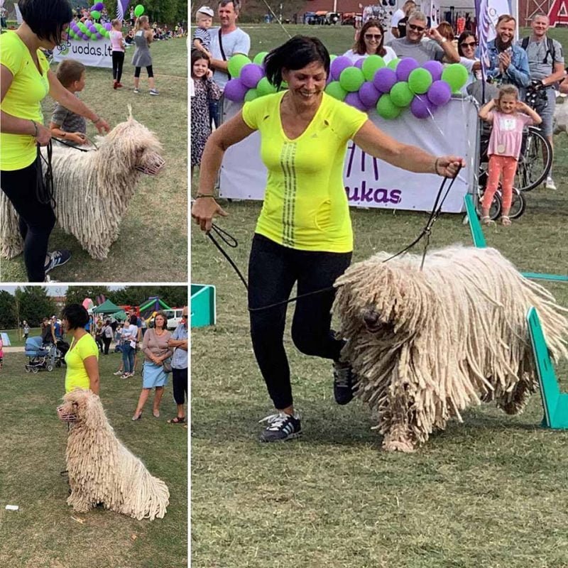 Perro con aspecto de trapeador se hace viral por nadar en un lago