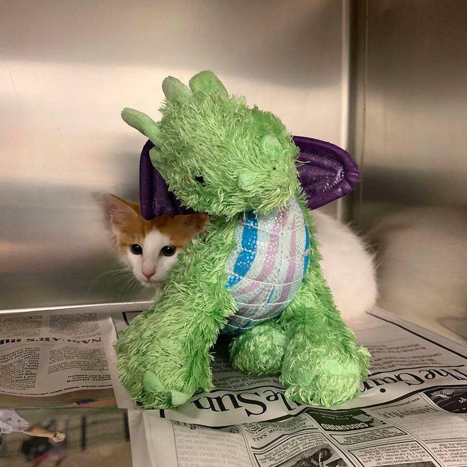 Gatito trae su dragón al veterinario para sentirse mas seguro
