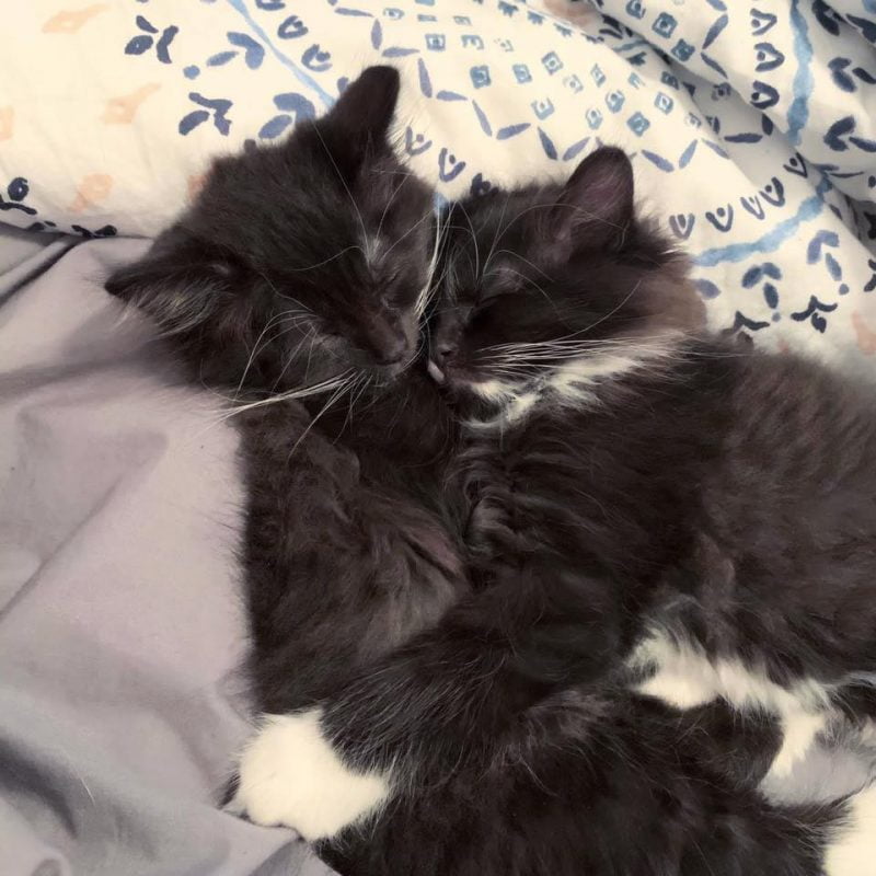Estos gatitos gemelos son inseparables y buscan una familia juntos