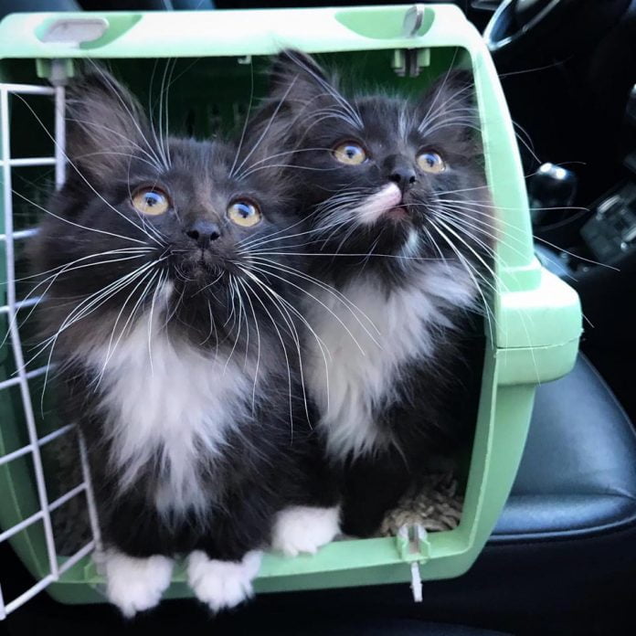 Estos gatitos gemelos son inseparables y buscan una familia juntos
