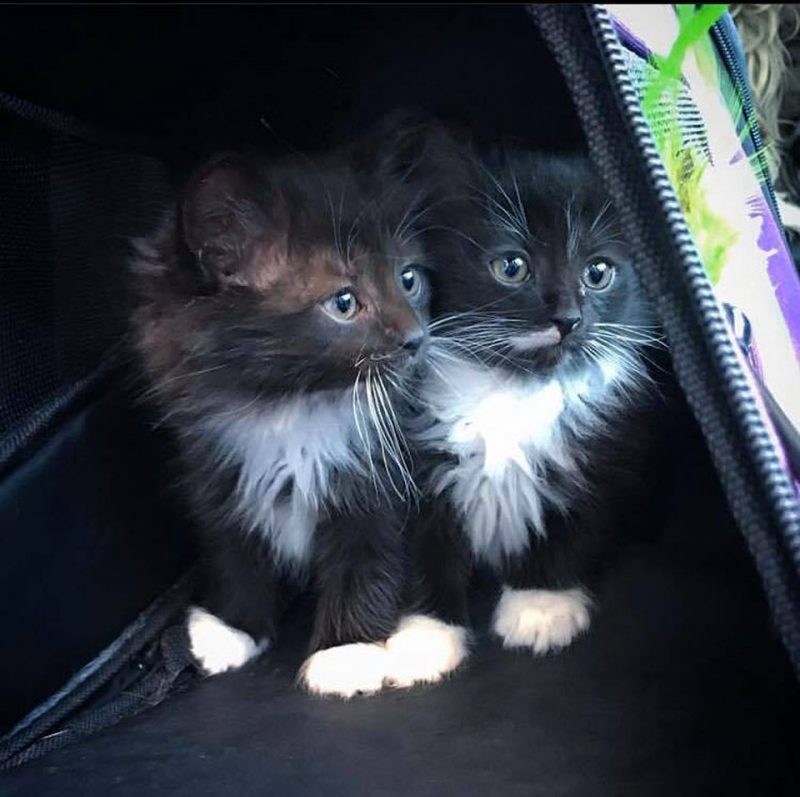 Estos gatitos gemelos son inseparables y buscan una familia juntos