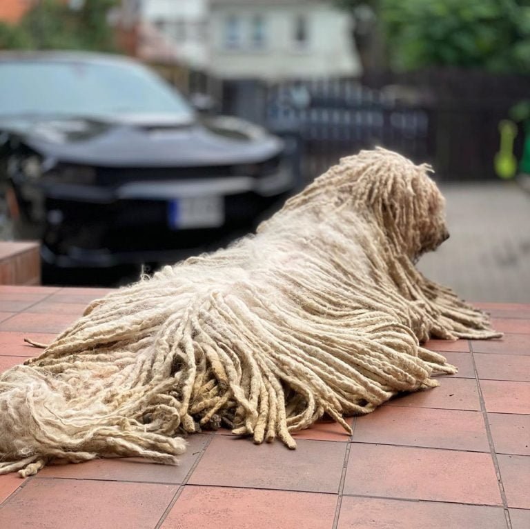 Perro con aspecto de trapeador se hace viral por nadar en un lago
