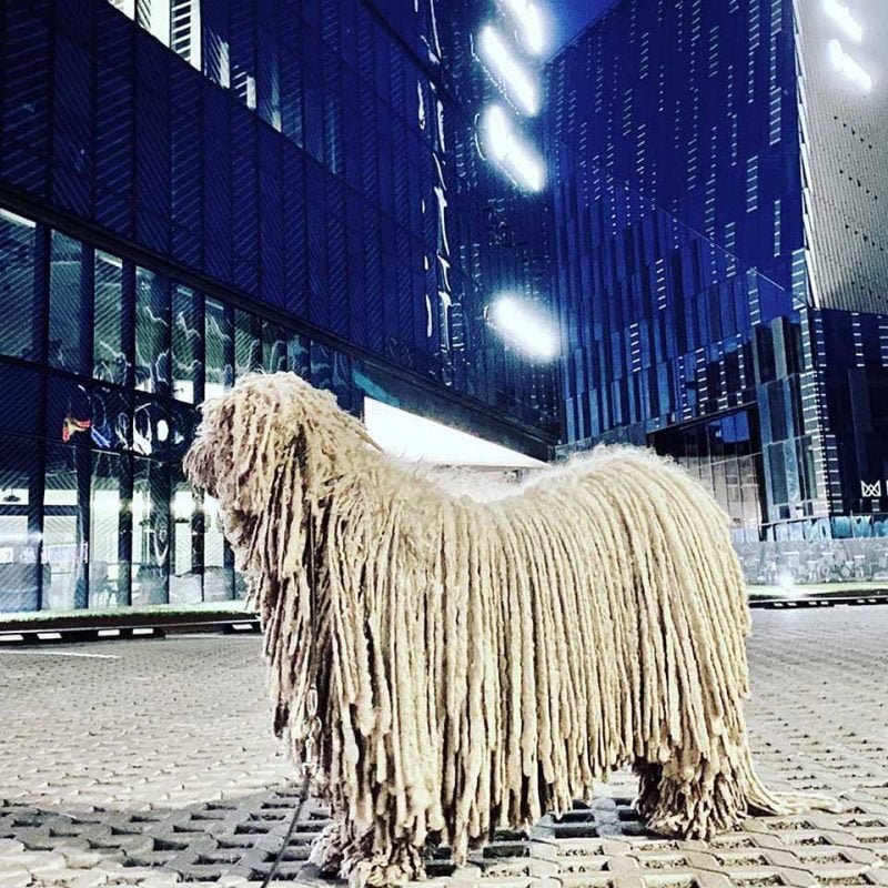 Perro con aspecto de trapeador se hace viral por nadar en un lago