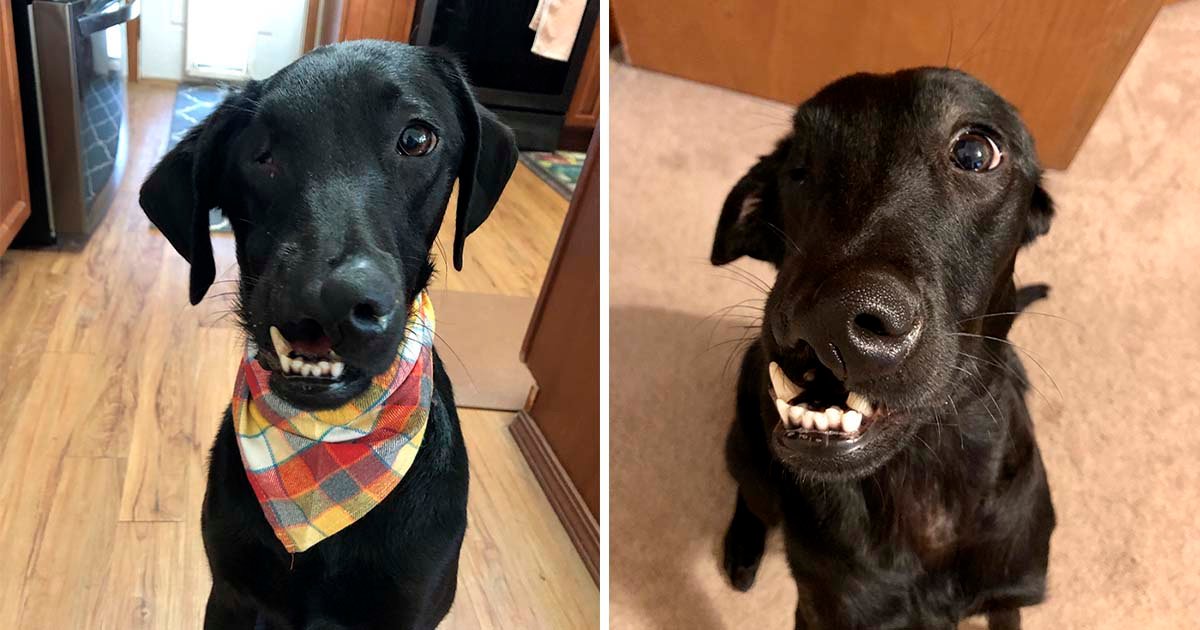 Labrador que nació con labio leporino y paladar hendido al fin puede jugar