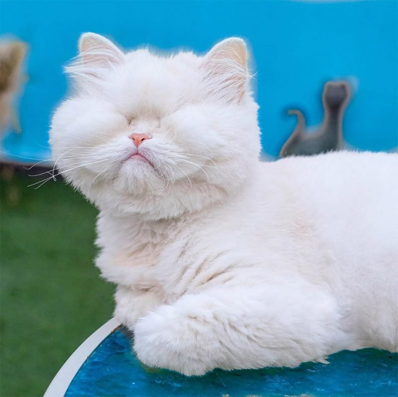 Gato persa ciego rescatado se convierte en estrella en redes sociales