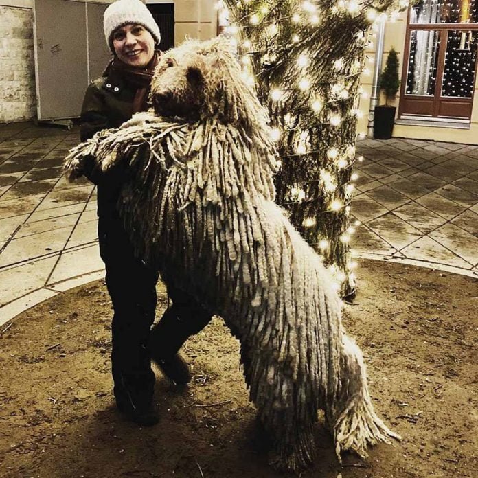 Perro con aspecto de trapeador se hace viral por nadar en un lago
