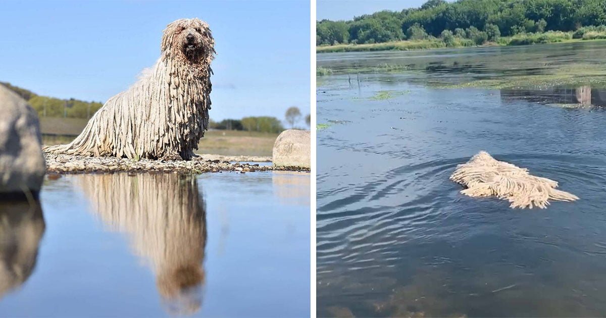 Perro con aspecto de trapeador se hace viral por nadar en un lago