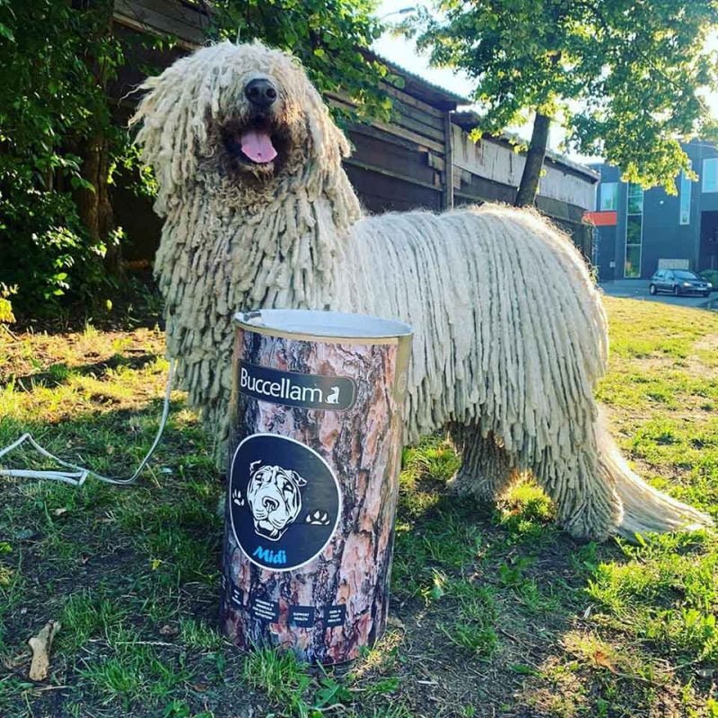 Perro con aspecto de trapeador se hace viral por nadar en un lago