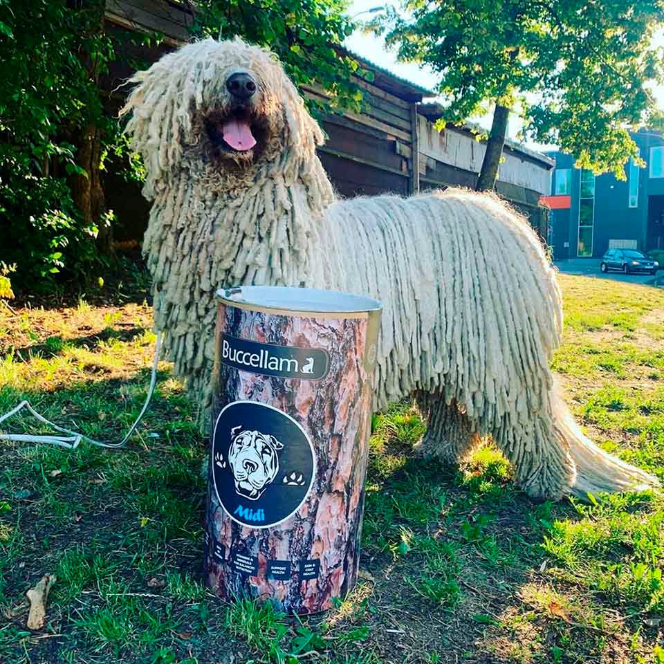 Perro con aspecto de trapeador se hace viral por nadar en un lago