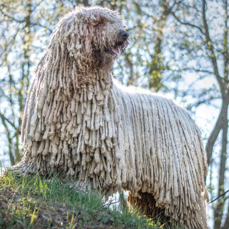 Perro con aspecto de trapeador se hace viral por nadar en un lago