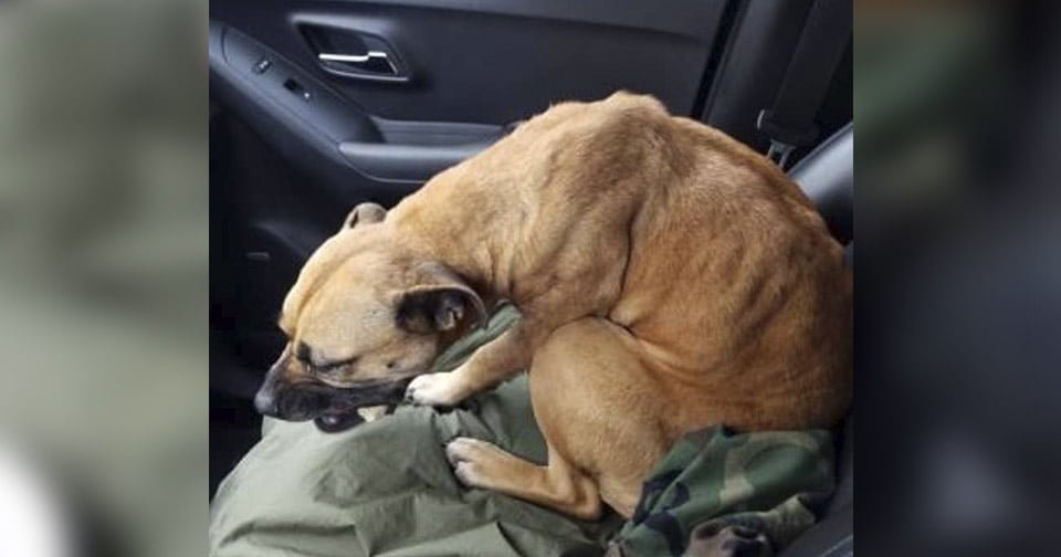 Perro sin hogar sube a un auto buscando ayuda y es adoptado