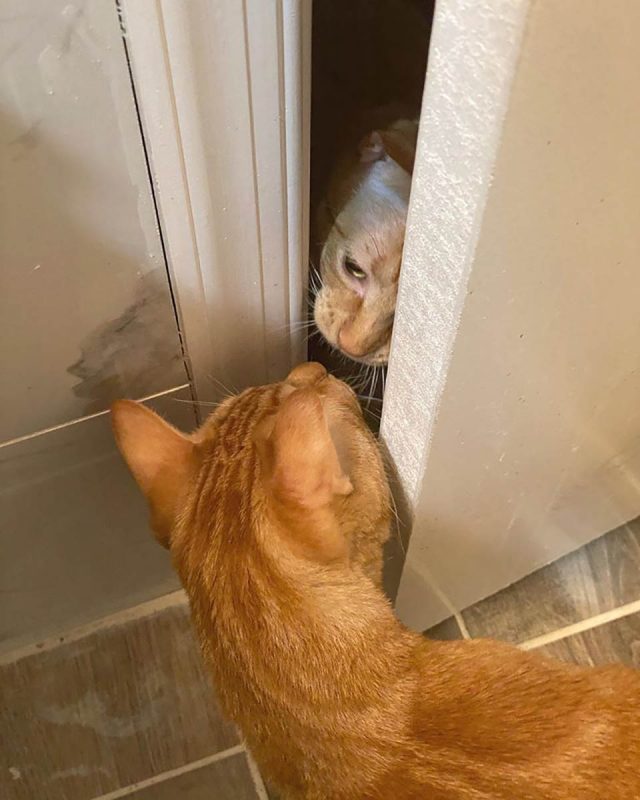 Gato aprende a abrir la puerta de la ducha para 'liberar' a su hermano