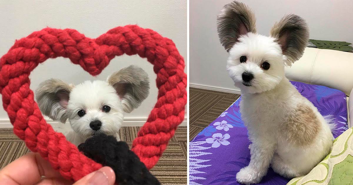Perro con orejas gigantes y esponjosas se parece a Mickey Mouse