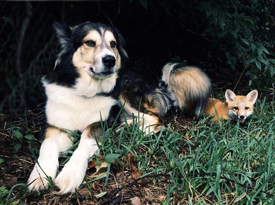 Perro rescatado se convierte en el mejor amigo de un zorro sonriente