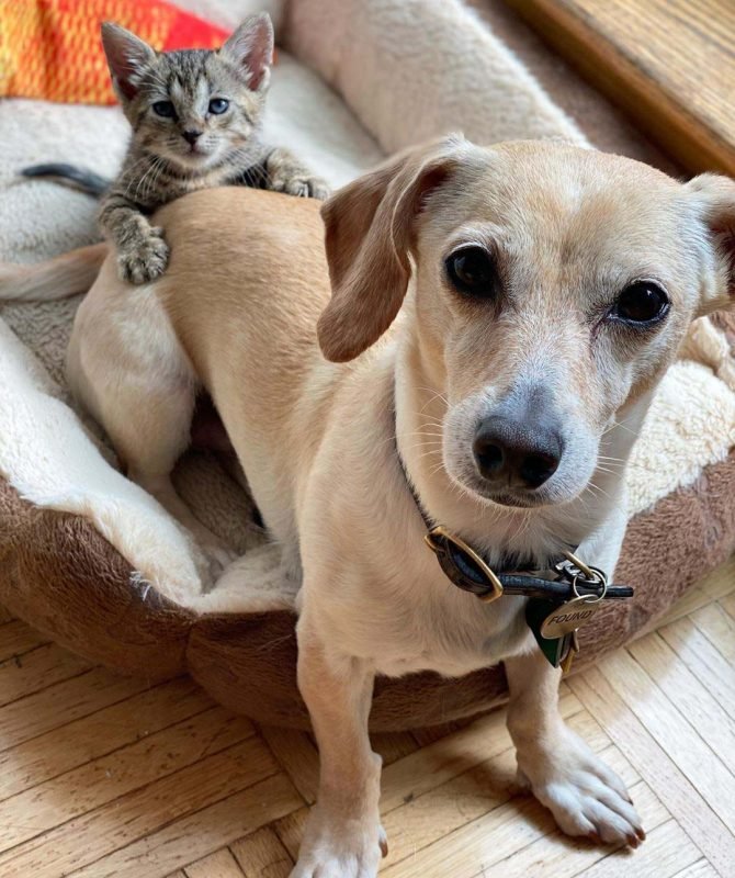 Gatitos felices de ser acogidos por perro que los cuida como suyos