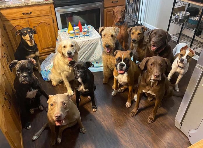 Perros tienen la fiesta de cumpleaños más educada de todos los tiempos