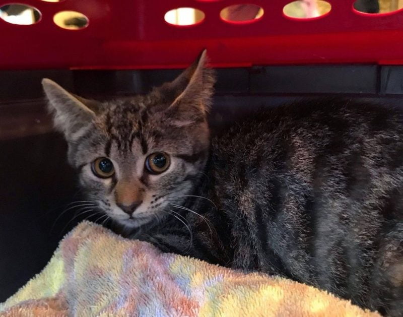 Gatito tímido encuentra confianza en otro gato después de ser rescatado