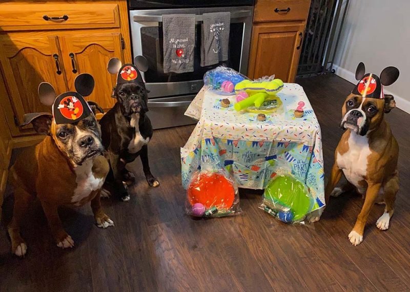 Perros tienen la fiesta de cumpleaños más educada de todos los tiempos
