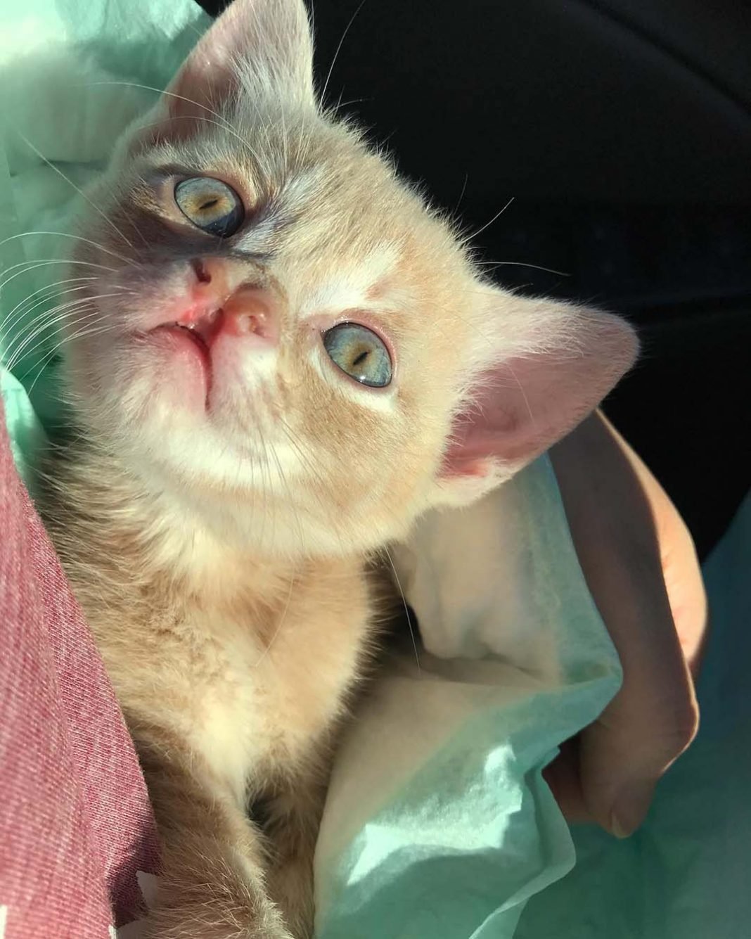 Dulce gatito insiste que lo lleven a todas partes después de ser rescatado
