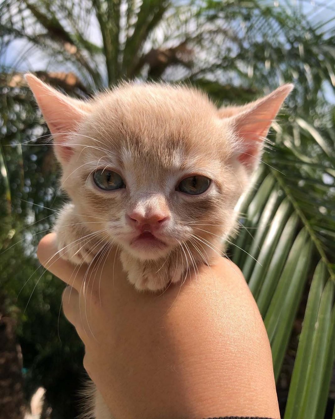 Dulce gatito insiste que lo lleven a todas partes después de ser rescatado