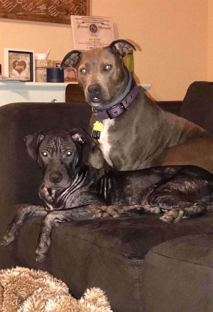 Perrito calvo le da la mirada más dulce al hombre que lo rescató
