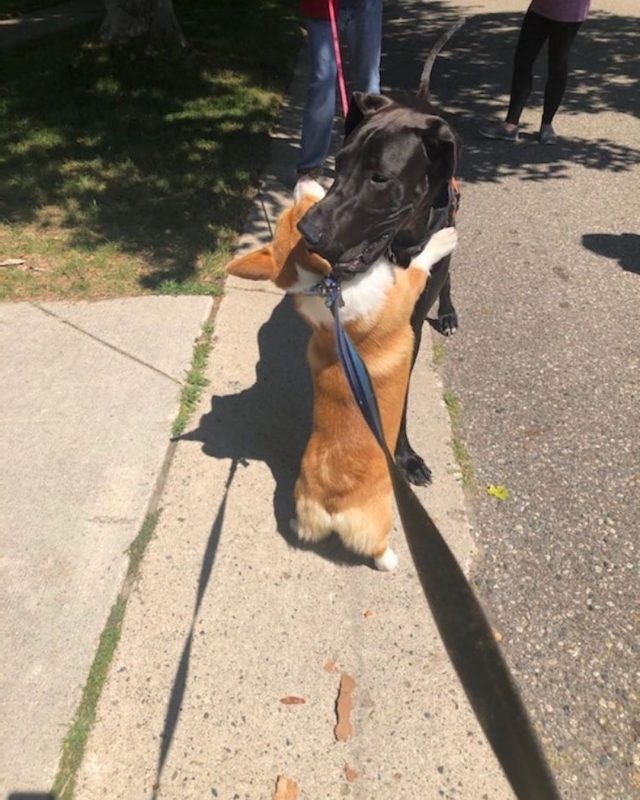 Corgi amoroso abraza a todos los perros que conoce en sus paseos