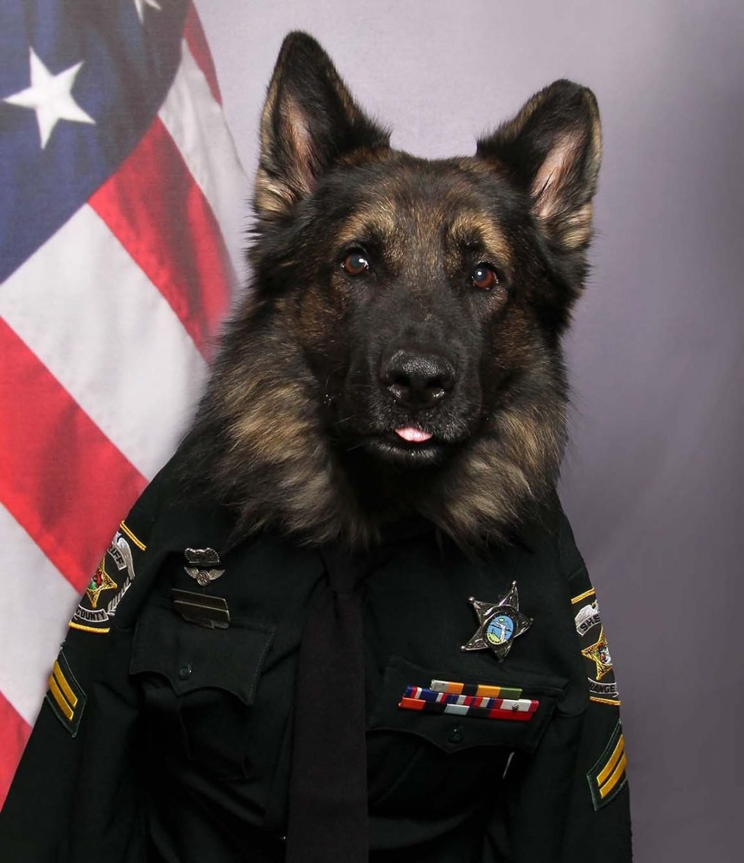 Adorable perro policía posa con uniforme completo para su retrato oficial