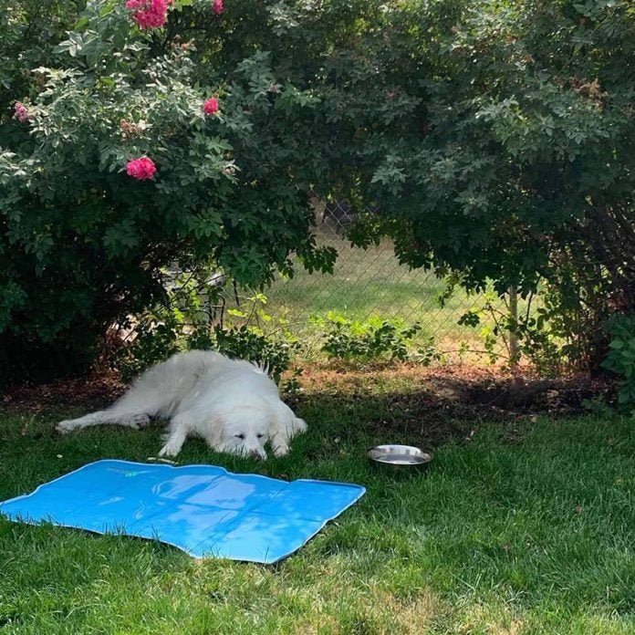 Topo encuentra a un perro amigable esperándolo al final de su túnel