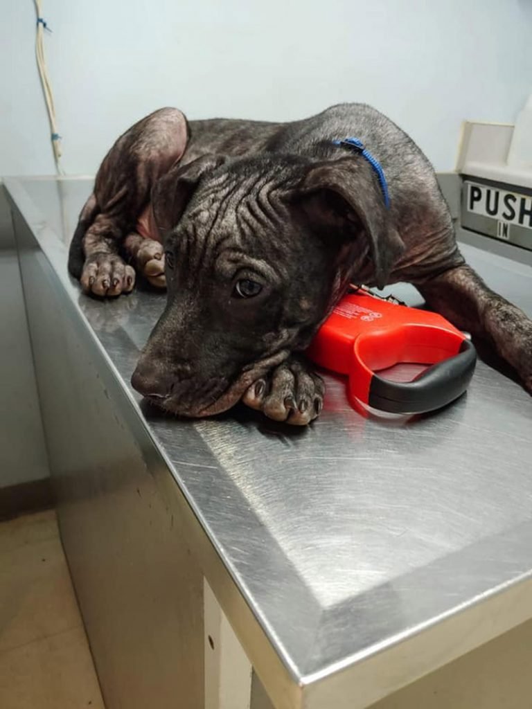 Perrito calvo le da la mirada más dulce al hombre que lo rescató