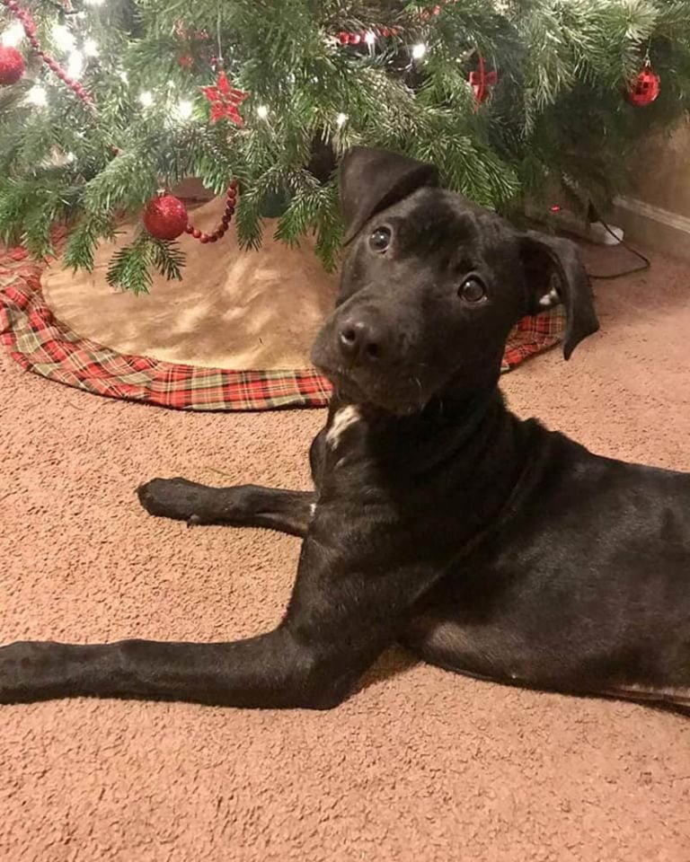 Perrito calvo le da la mirada más dulce al hombre que lo rescató