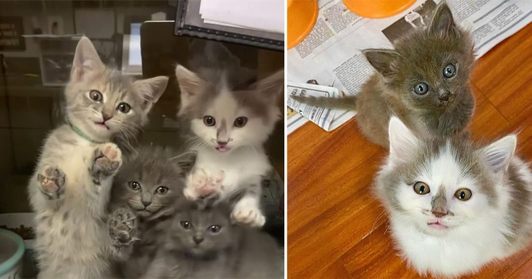 5 gatitos encontrados juntos felices de recibir la ayuda que necesitaban