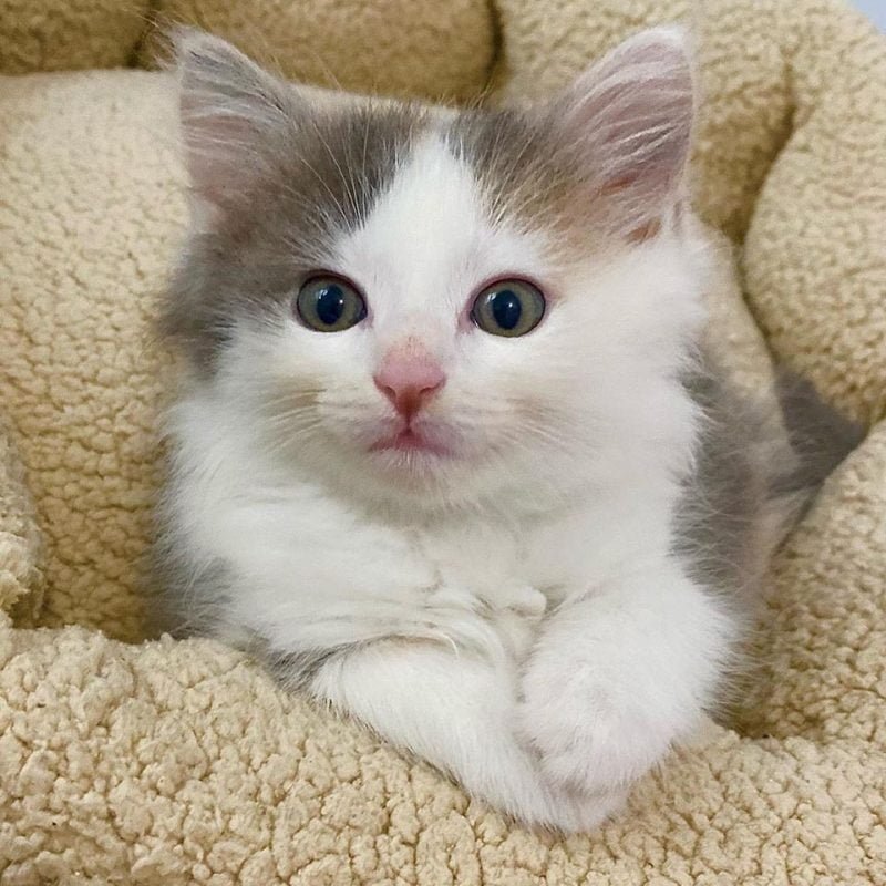 5 gatitos encontrados juntos felices de recibir la ayuda que necesitaban