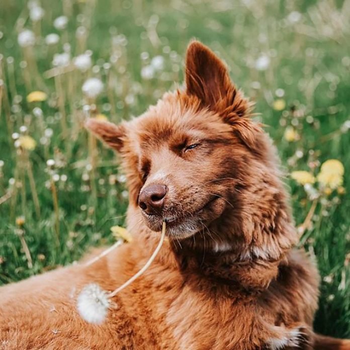 Husky siberiano marrón es uno de los perros más hermosos de Instagram