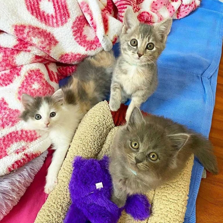 5 gatitos encontrados juntos felices de recibir la ayuda que necesitaban